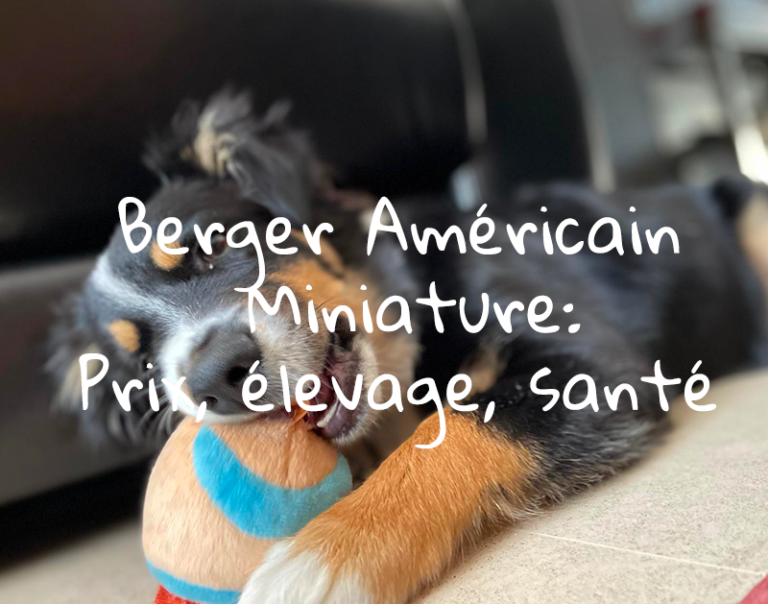 Berger Américain Miniature : prix, élevage, santé – tout ce qu’il faut ...